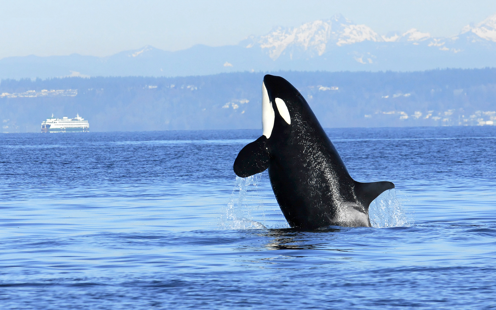 Whale Warning Flag | SJC MRC